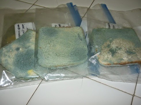 INSTITUTO SAGRADO CORAZON: REPRODUCCIÓN DE HONGOS EN RODAJAS DE PAN