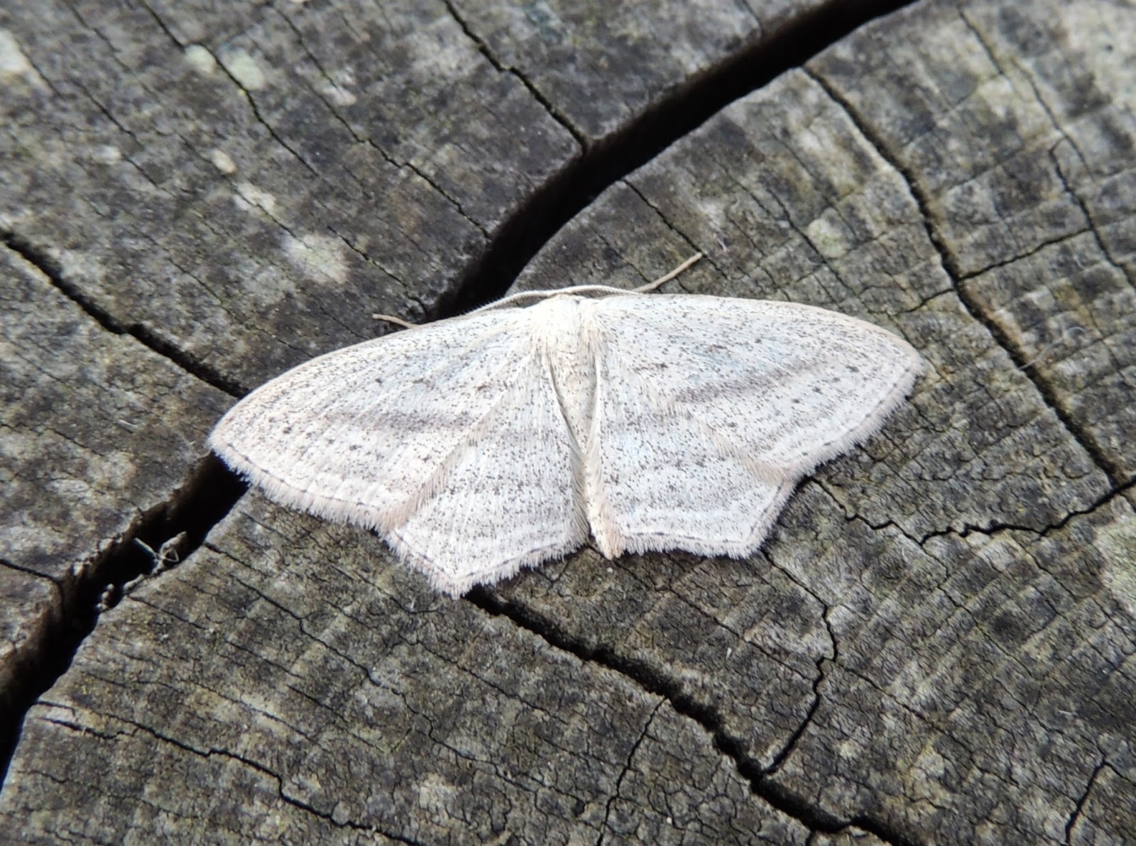 Plovers Blog: May 2014