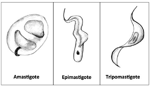 Ciencias de Joseleg: 11 REPRODUCCIÓN Y CICLOS DE VIDA DE PROTISTAS ...