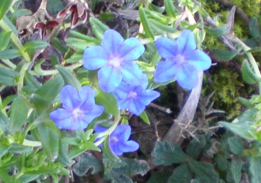 Plantas e Flores do Areal: Lithodora prostrata (Loisel.) Griseb. subsp ...