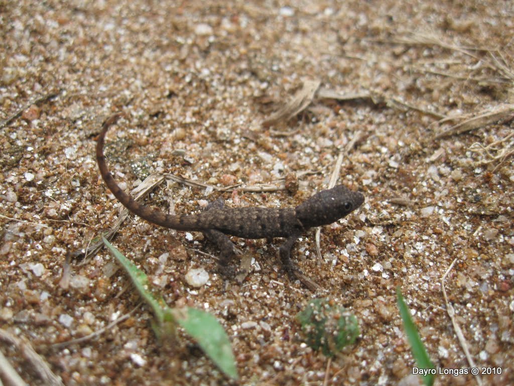 Fauna de Colombia - Wildlife Colombia: Lagartijas - Lizards