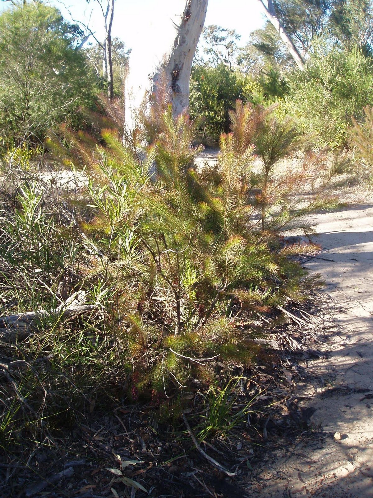 Garden inspiration: the Dharawal State Conservation Area | Growing ...