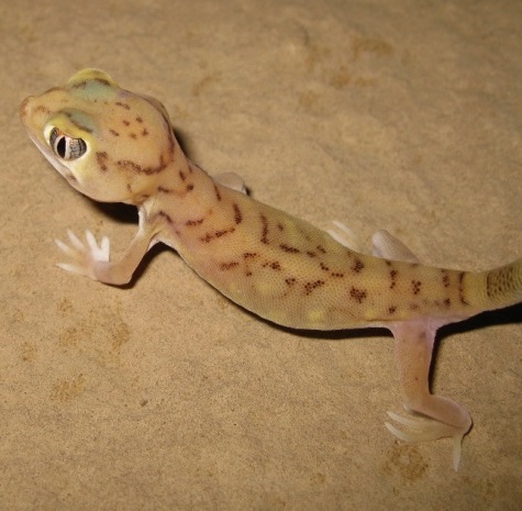 Species New to Science: [Herpetology • 2017] Teratoscincus sistanense ...