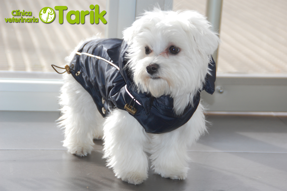 Clínica veterinaria Tarik: DESFILE DE MODA CANINA OTOÑO - INVIERNO II