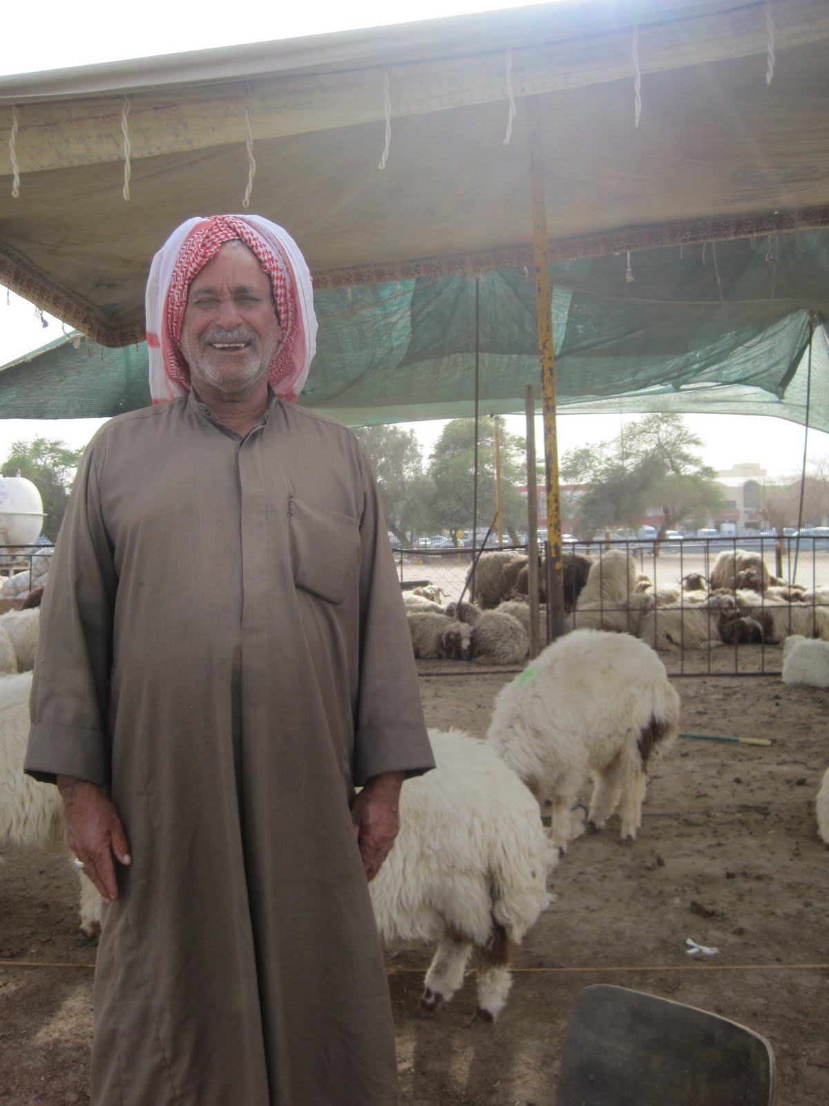 My Travels,My Experiences: Visit To the Sheep Market at Kabd, Kuwait