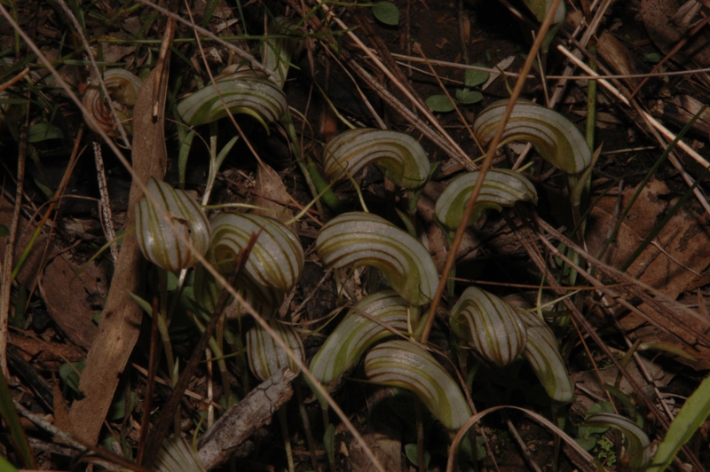 The Nature of Robertson: "Little Dumpies" - Diplodium truncatum ...