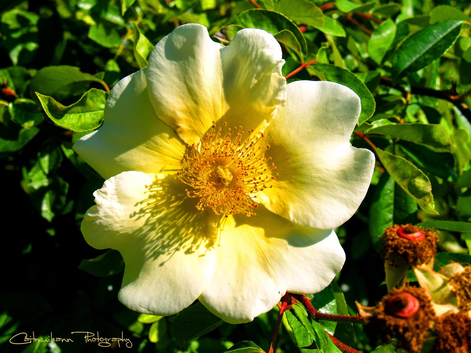 Caitmuileann Photography: julio 2014