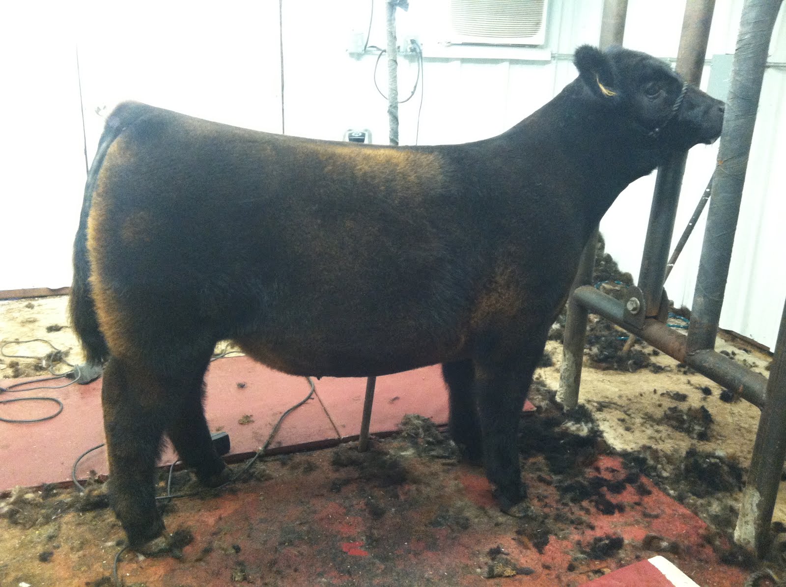 DIAMOND G CATTLE CO.: Clipping fall borns