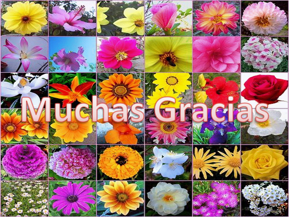 Monocotiledoneas: plantas monocotiledoneas