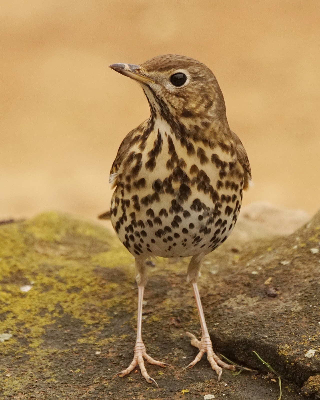 Pasión por las aves: Zorzal común.(Turdus philomelos)