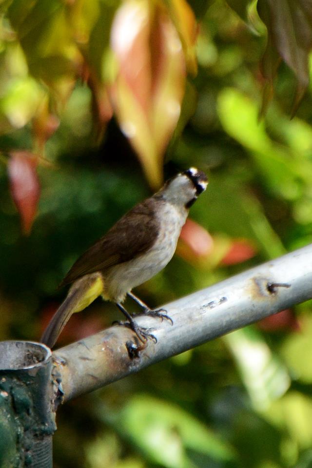 Trails Unlimited: NUVALI offers its wildlife of 62 birds species to ...