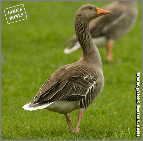 The geese have started to arrive at Carsebreck ! : Jake's Bones