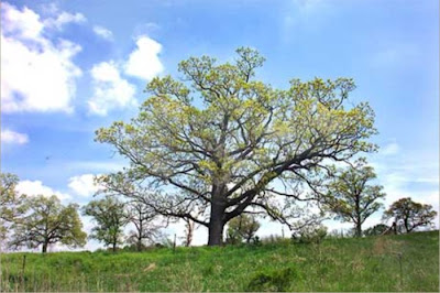 Dalbergia sissoo ‘Sheesham’ disease stages a comeback | Agri Gossip