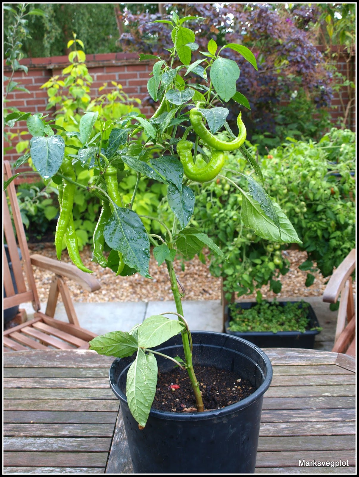 Mark's Veg Plot: Chilli update