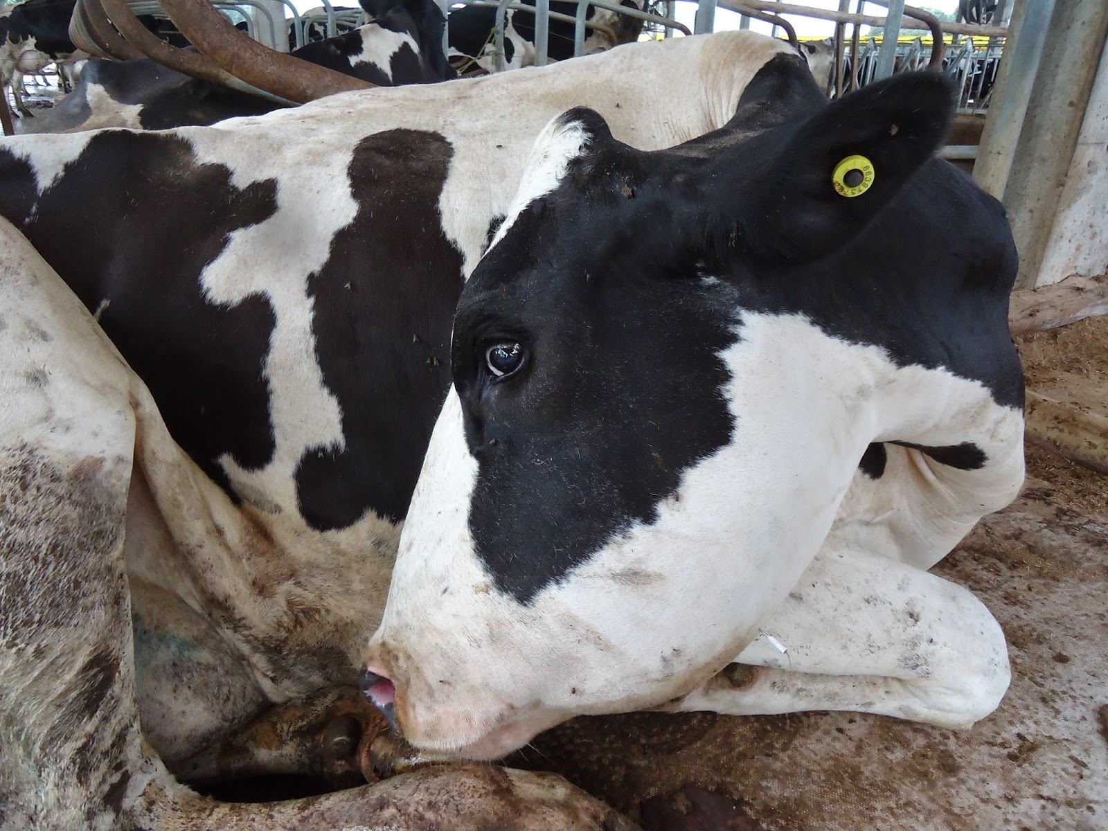 bacialeiteira.blogspot.com: ABCESSO SUBMANDIBULAR EM VACA HOLANDESA