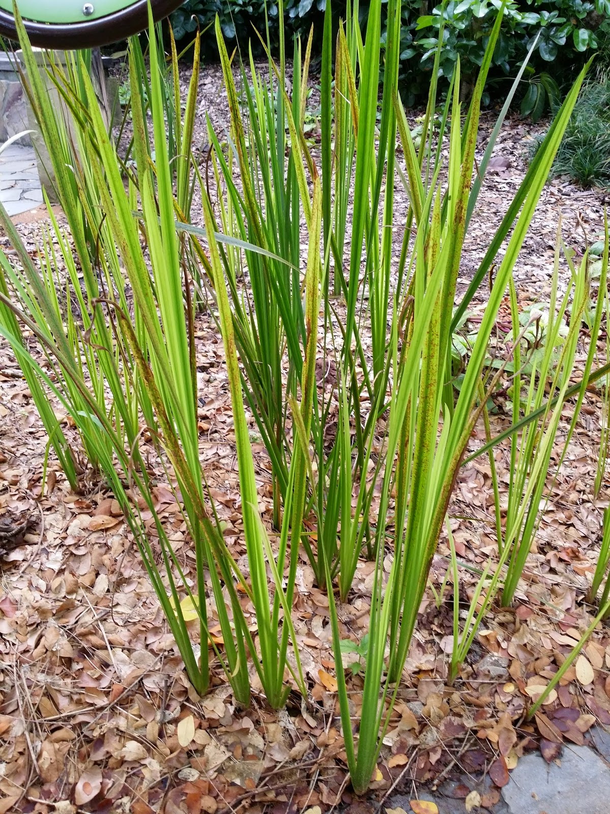 LI NA HERBS: CALAMUS /JERANGAU
