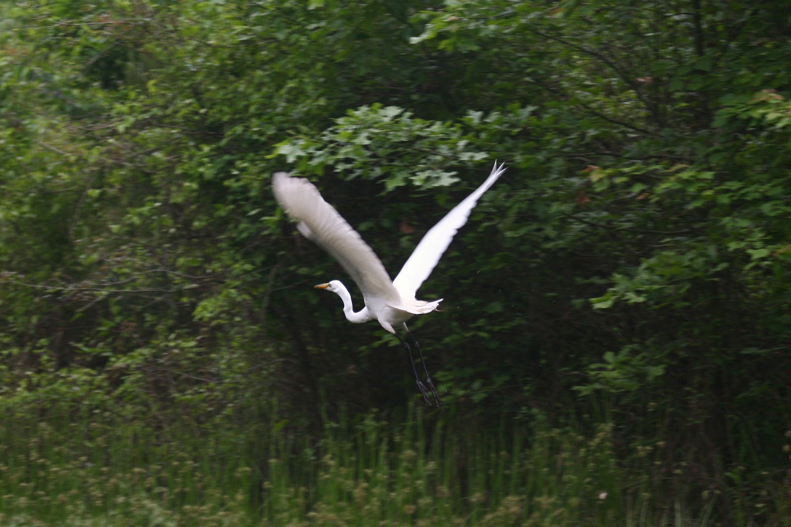 Nature Happenings with Dennis Waters: PHOTO: Swamping in the Swamps