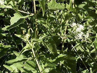Argentina nativa: Chilca de olor (Eupatorium inulifolium)*