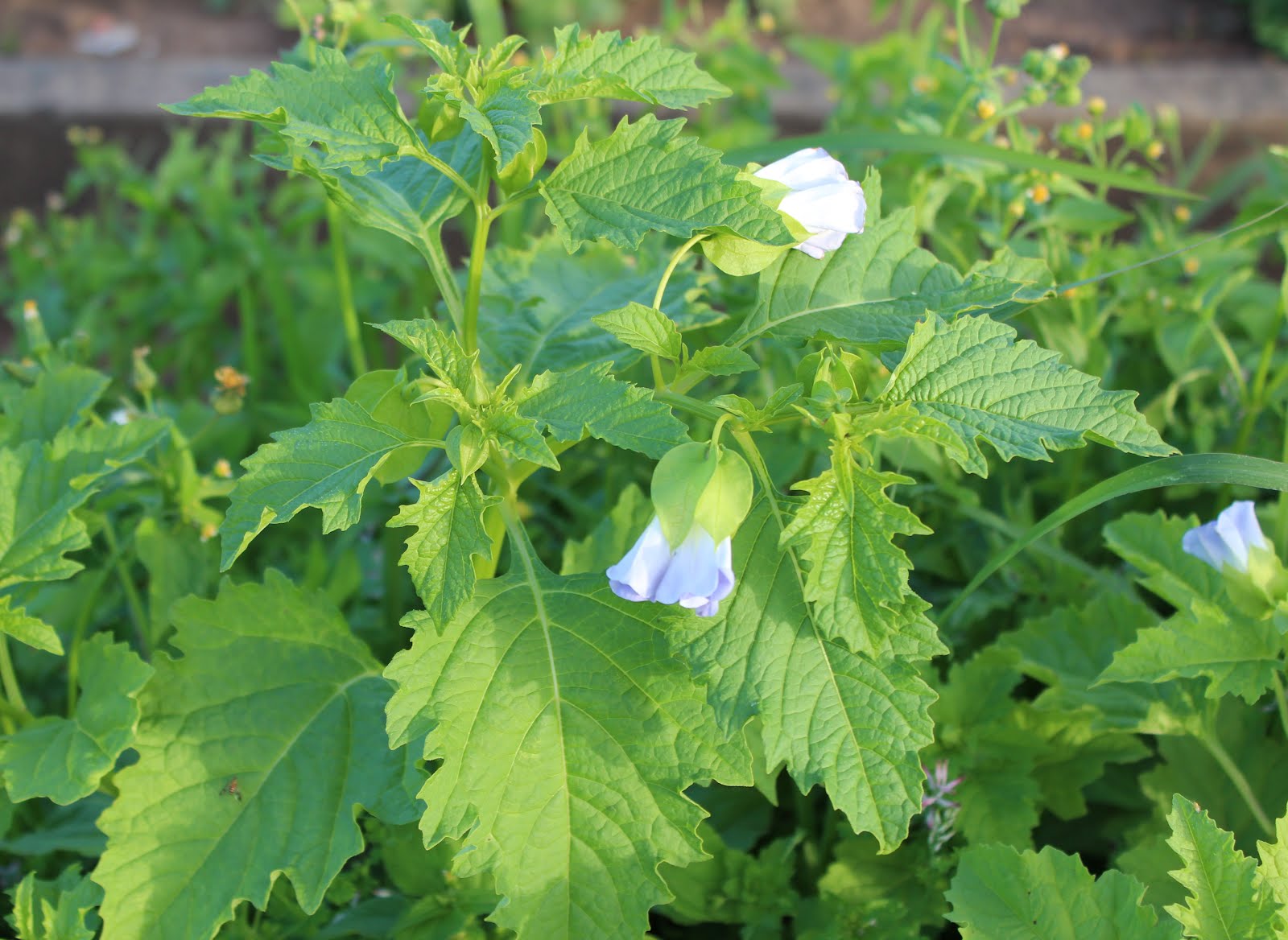 Florez Nursery: Shoo-fly plant: Nicandra physalodes