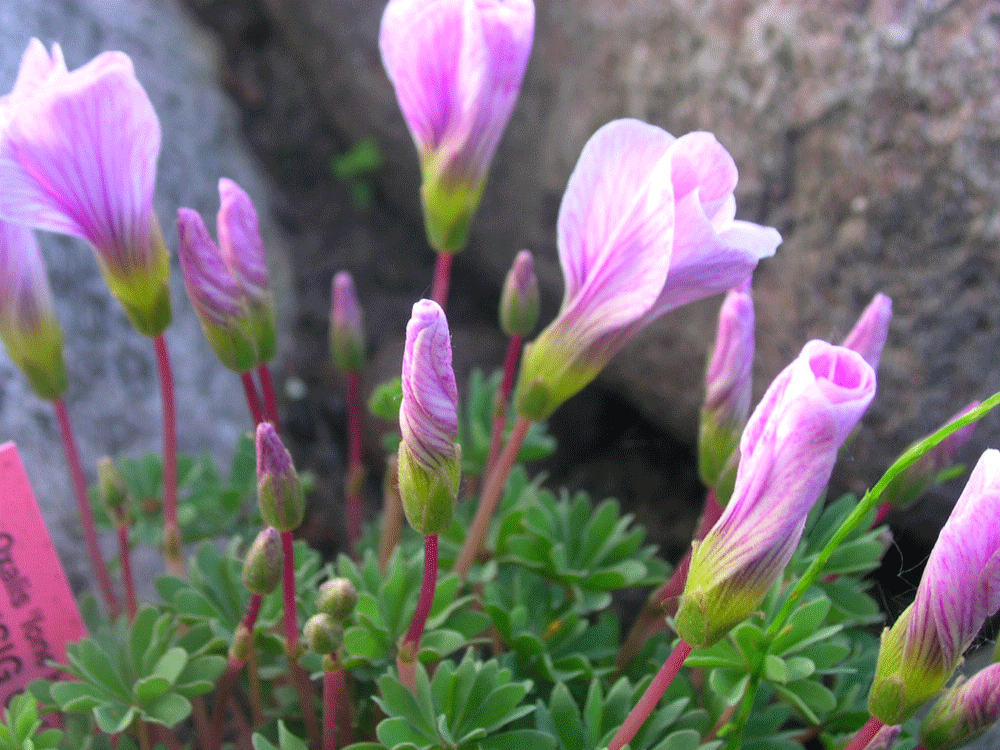 My rented garden: Saxifraga rhomboidea var felnamnad och annat smått ...