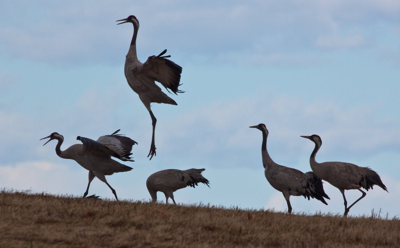 Grandpa's birds: Tranor