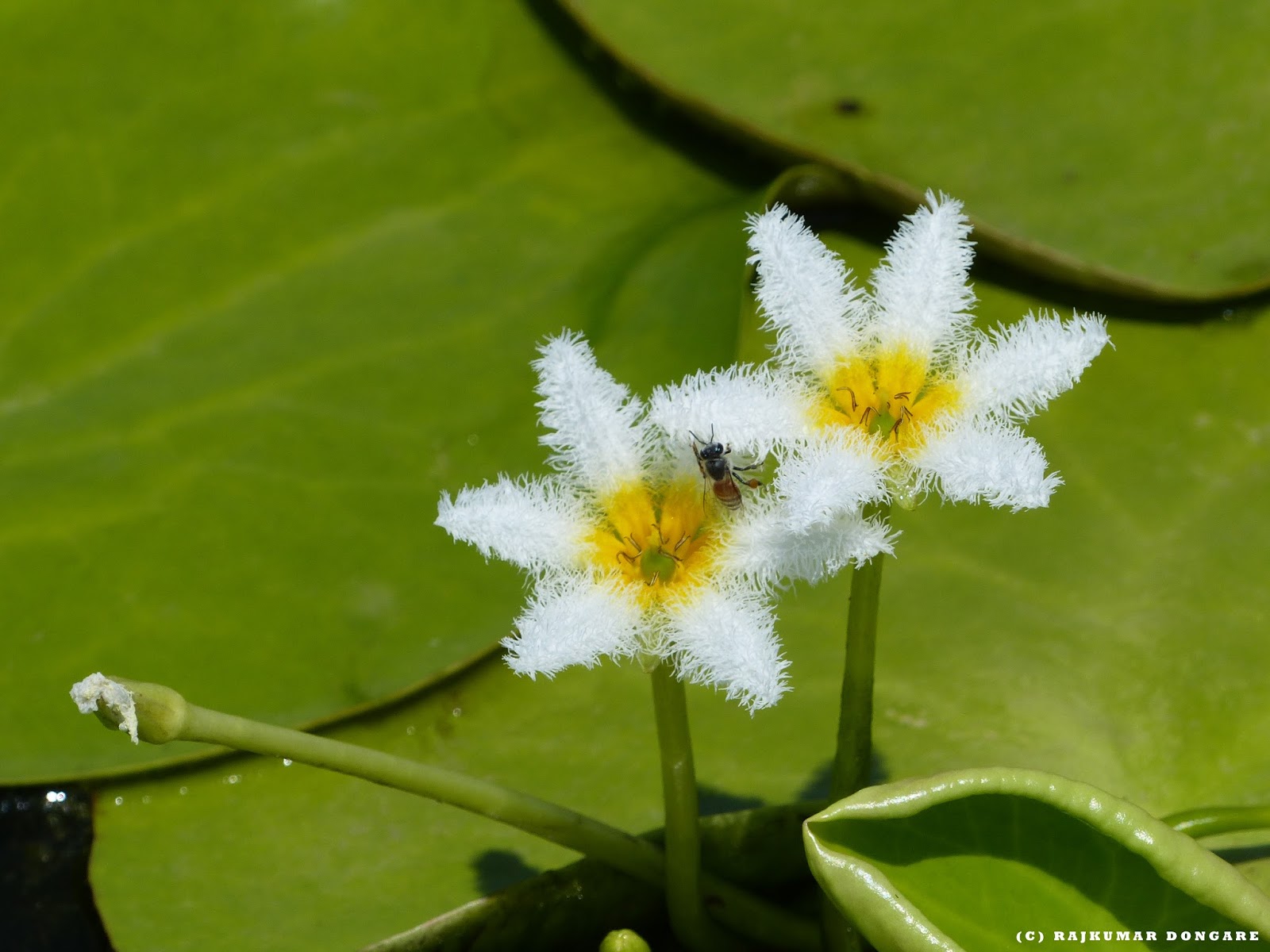वनधन सह्याद्रीचे: Flowers: Water Snowflake | (कुमुद - Kumud ...