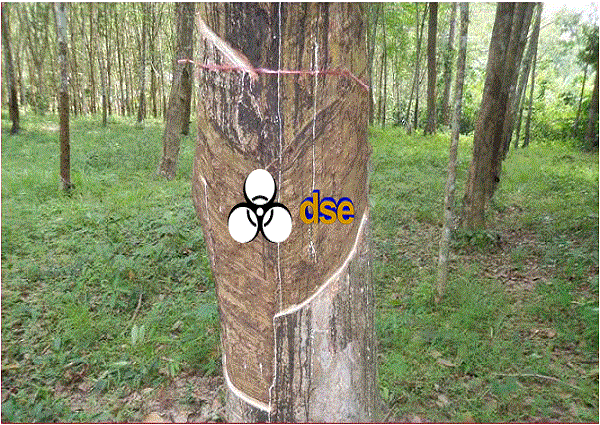 PENGEDAR BAJA ORGANIK NANOSEL TAWAN DANG (RED SUN): Pokok Getah dan ...