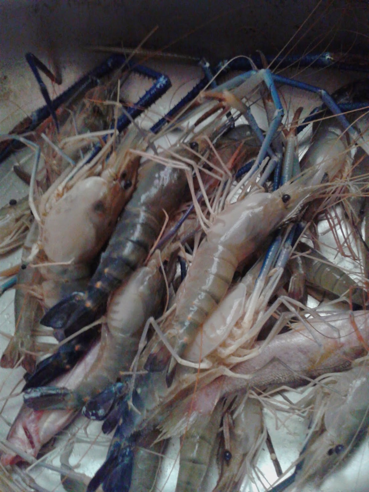 Madihah Homestay @ Muar Johor: Sewa Bot Fiber untuk Kaki Pancing di ...