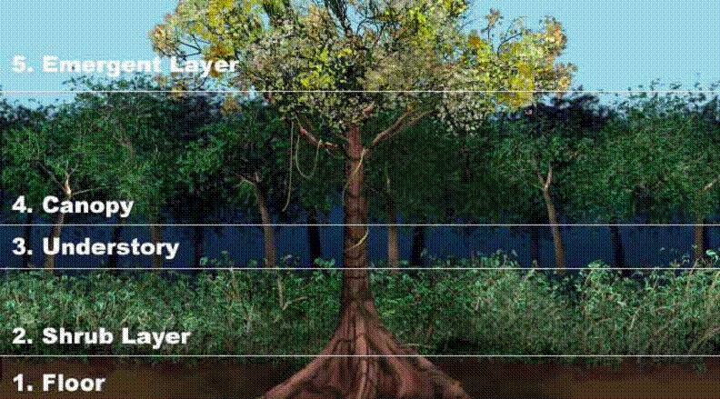 The Scientific Gardener: Gardening in Layers