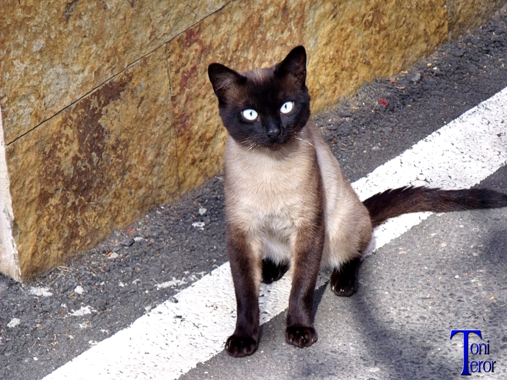 El reflejo de mi mirada: Gato siamés