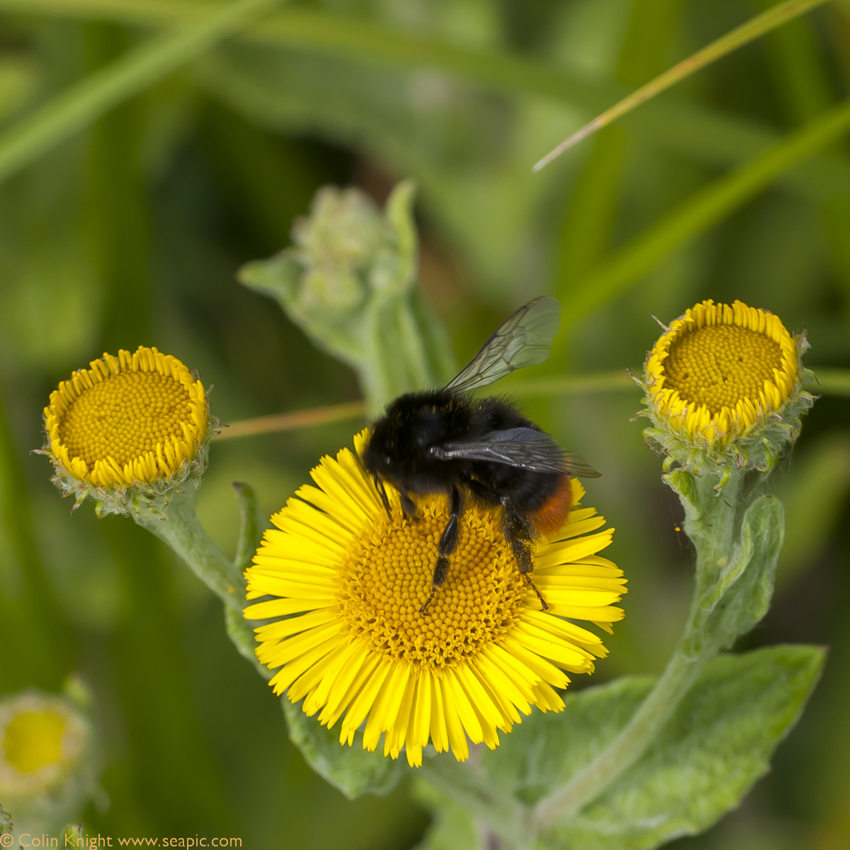 Postcards from Sussex: July 2013