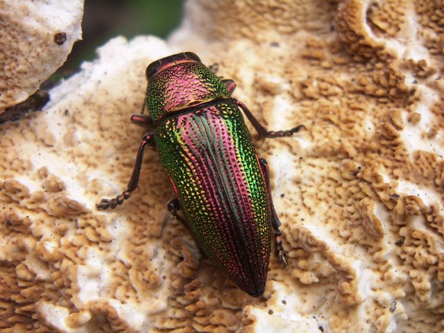 Jewel Beetle - Insects Morphology