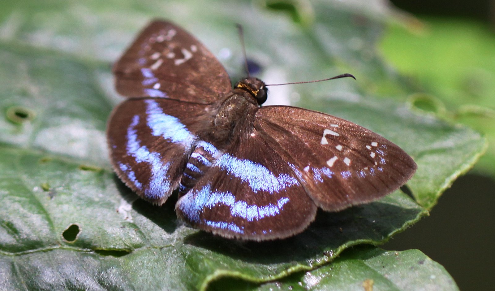 Panama Wildlife: Blue ringed Blue skipper, Quadrus contubernalis