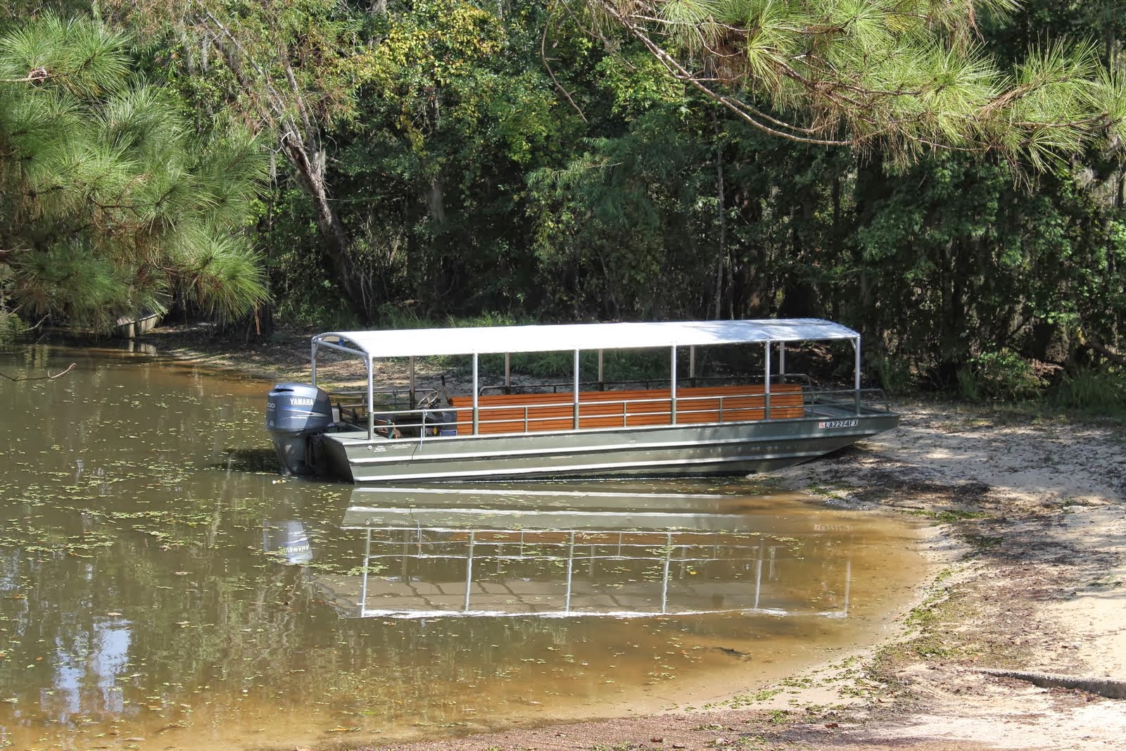 Here and There: LIFE ON THE BAYOU
