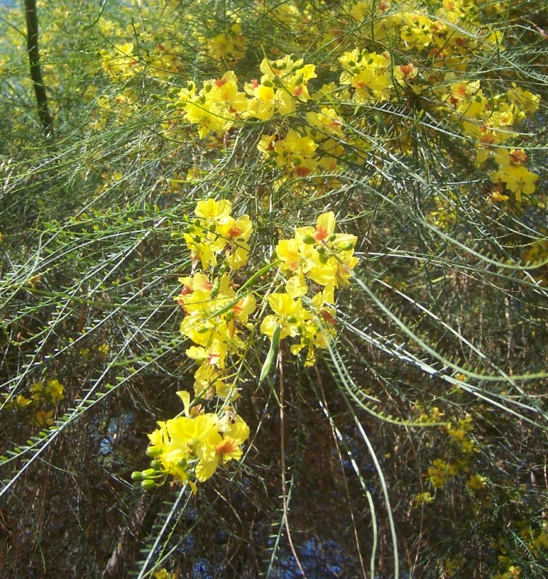 The 2 Minute Gardener: Photo - Mexican Palo Verde Tree (Parkinsonia ...