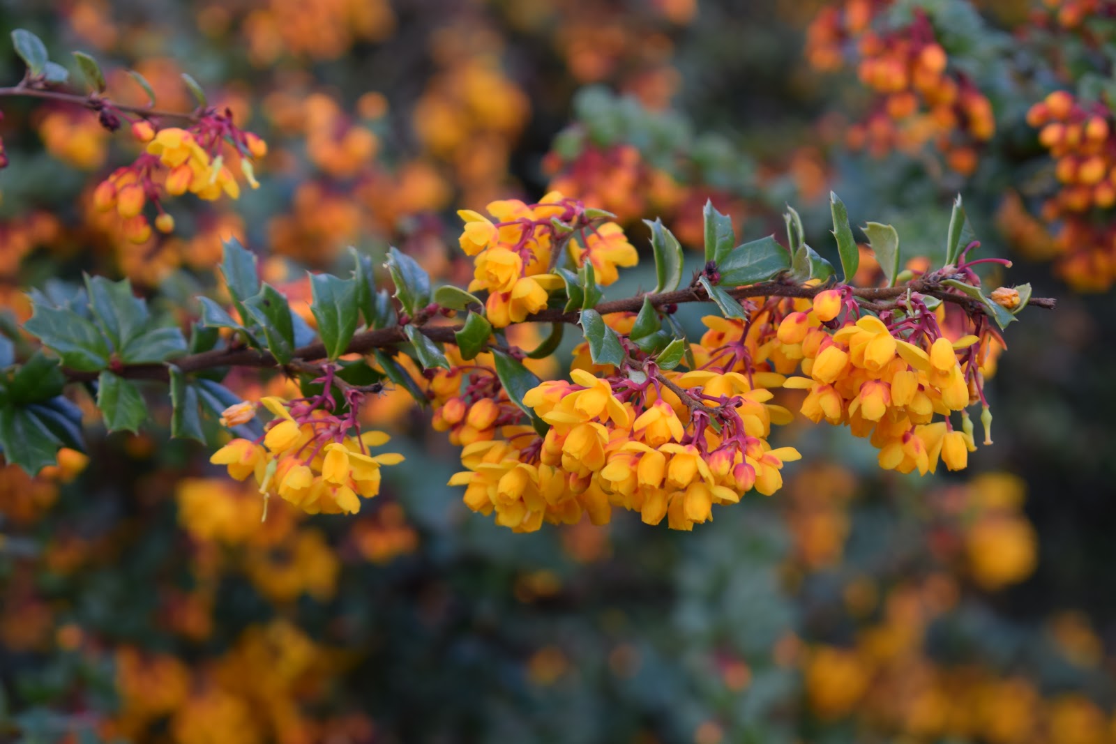 Fernando Ruz: Plantas nativas de Chile: Calafate, Michay