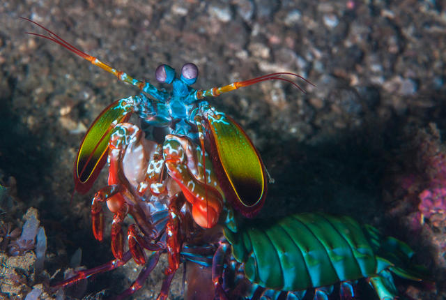 Beautiful...But Deadly