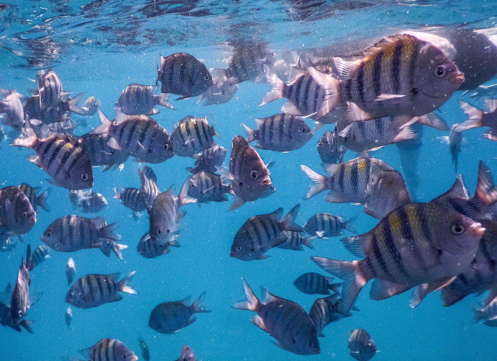 Cannundrums: Sergeant Major (Fish)