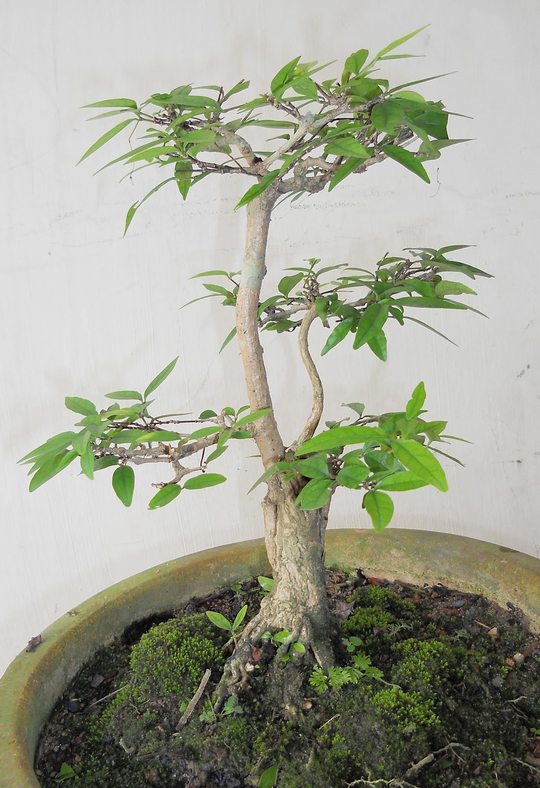 *: Keunikan BONSAI, kreativiti pemiliknya