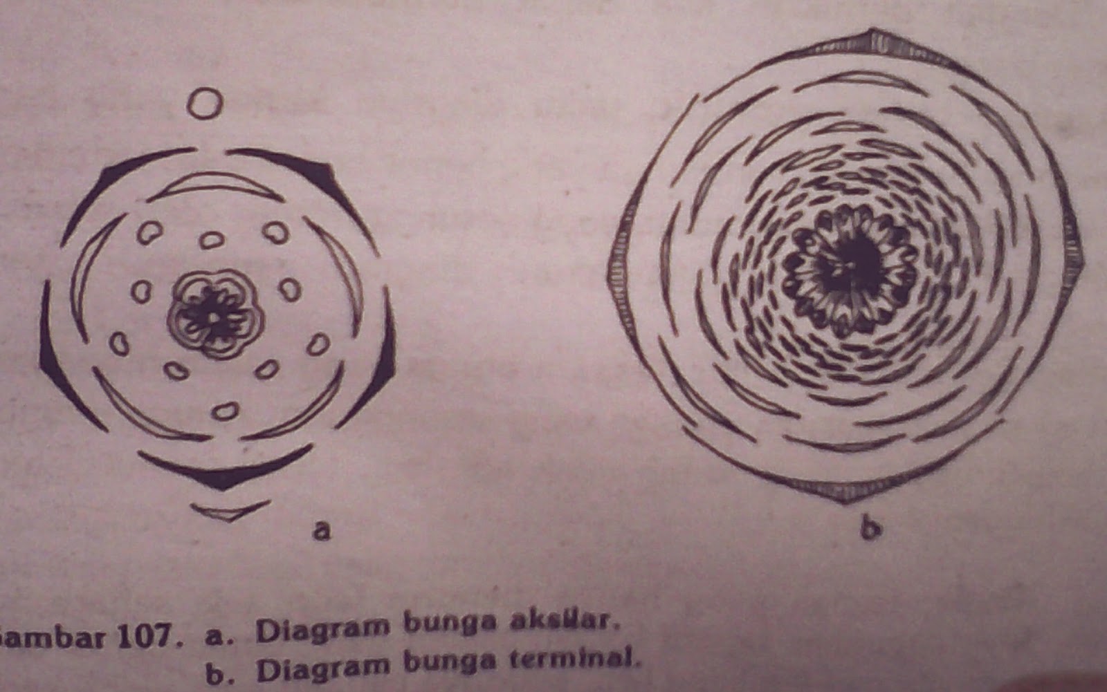 Tugas: Morfologi Tumbuhan