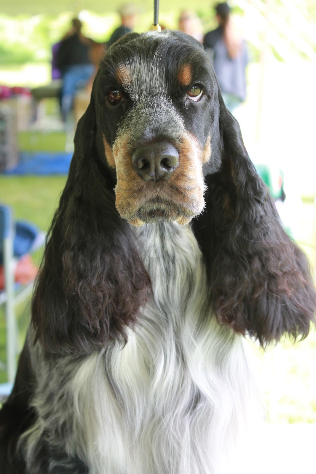 CUVS: 2013 Greenwich Kennel Club All-Breed Dog Show