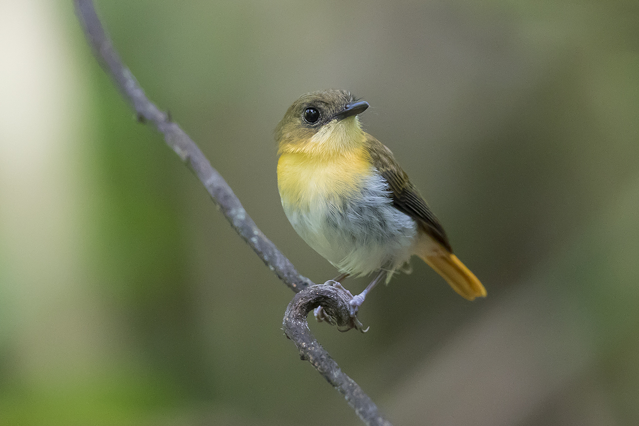 As The Crow Flies - a Hong Kong Birding Blog: Philippines - Palawan ...
