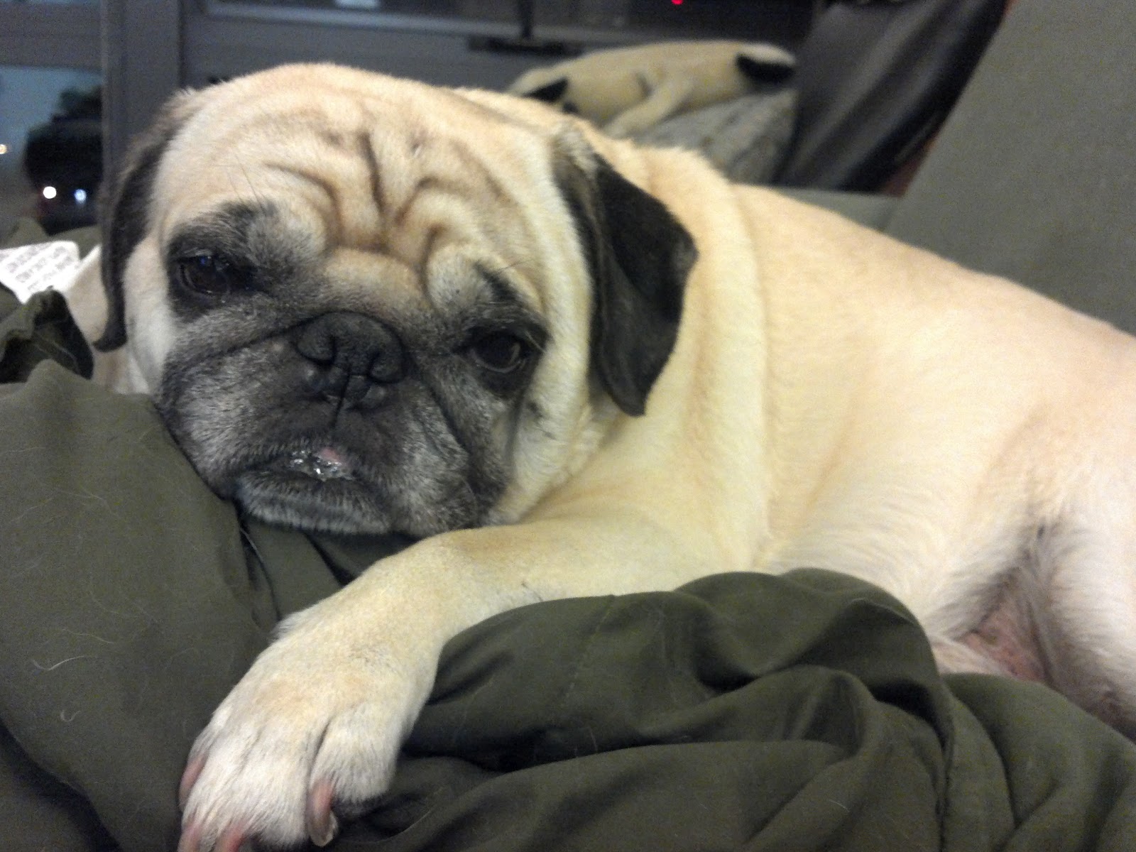 Lil Smug Pug: How Pug Celebrates St. Patrick's Day