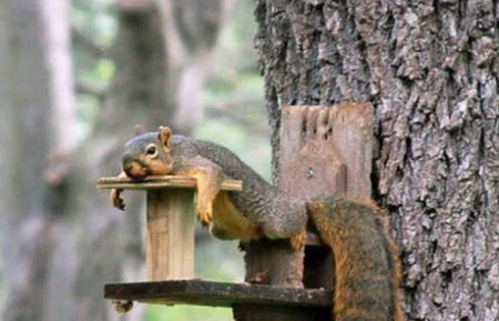 Cute Squirrels doing cute things