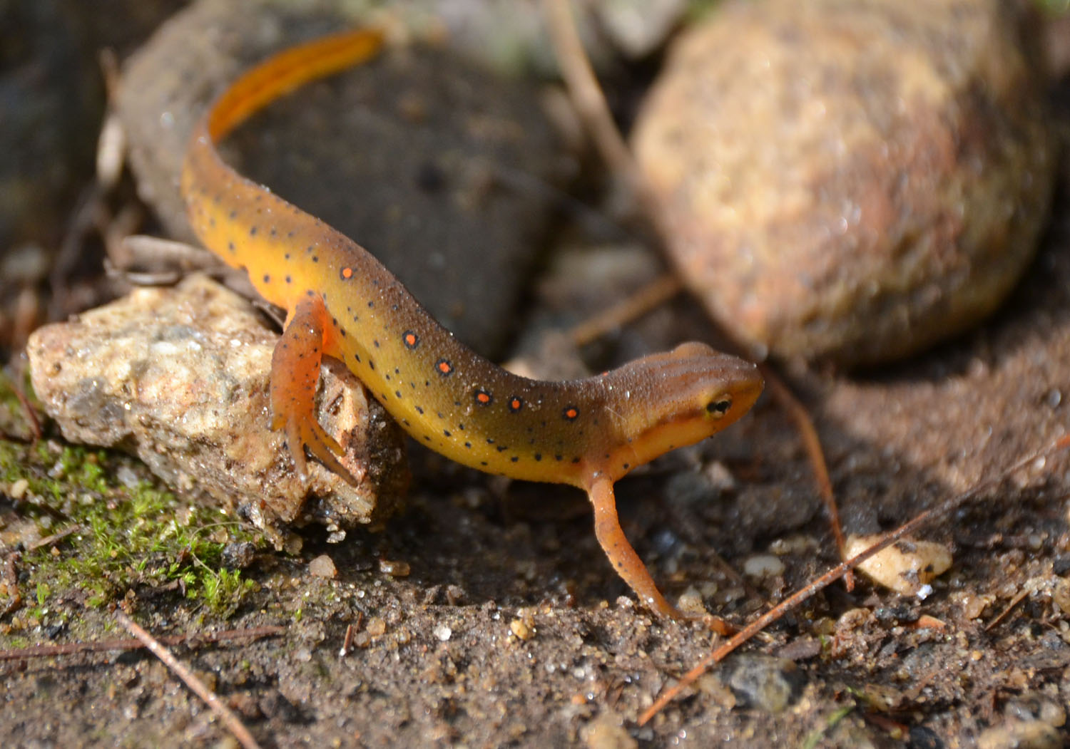 Woods Walks and Wildlife: September 2011