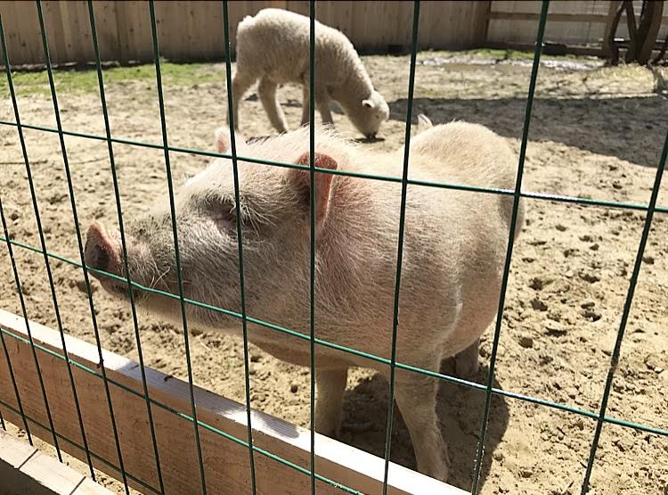 DAILY VACATIONER: Paws Discovery Farm