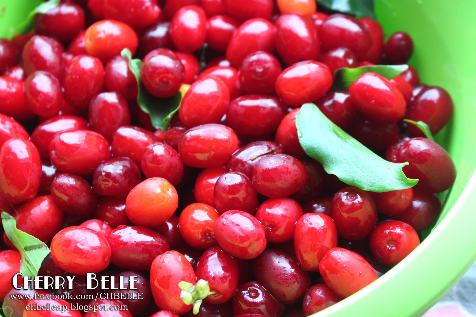 Cherry Belle Beauty & Books: Dereń jadalny – Właściwości i zastosowanie ...