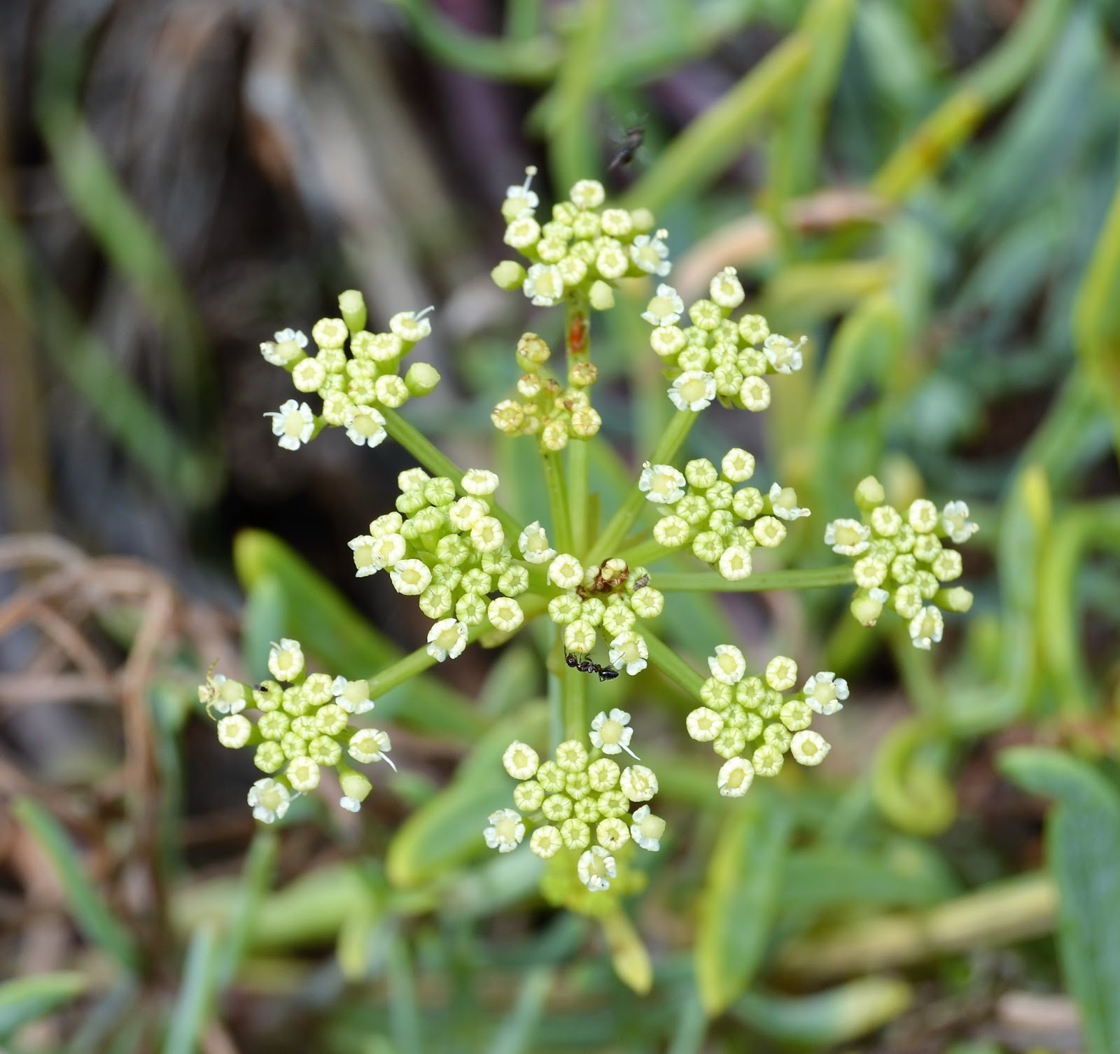 Flora da Serra da Arrábida: Funcho-do-mar (Crithmum maritimum)