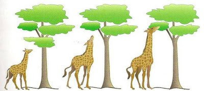 Evolución (Lamarck y la Selección Natural)