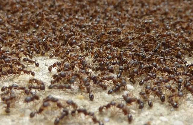 Prime Pest Solutions: Ant Wars